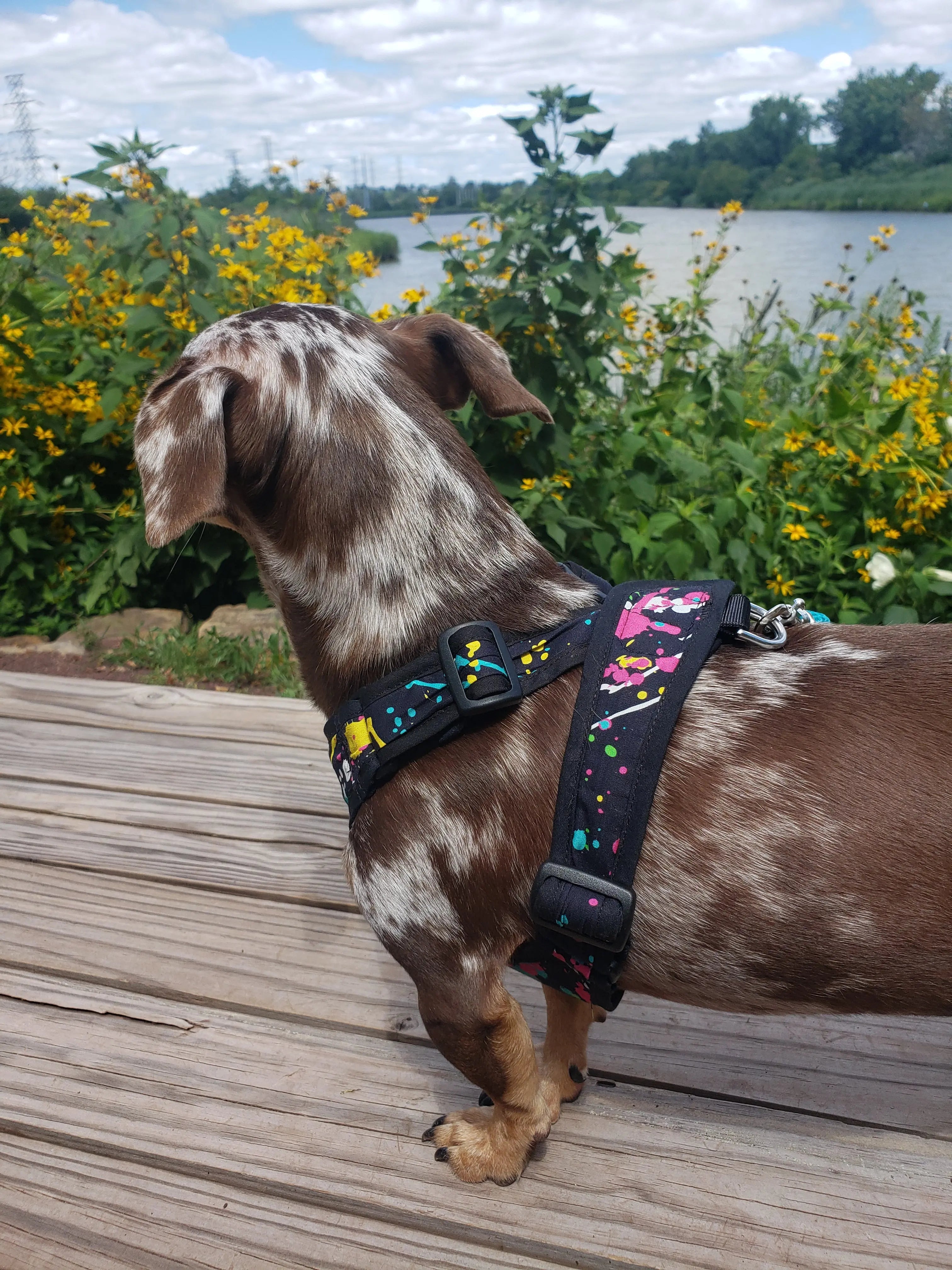 Precision Fit™ 4 Way Adjustable Step In Dog Harness Nylon ...